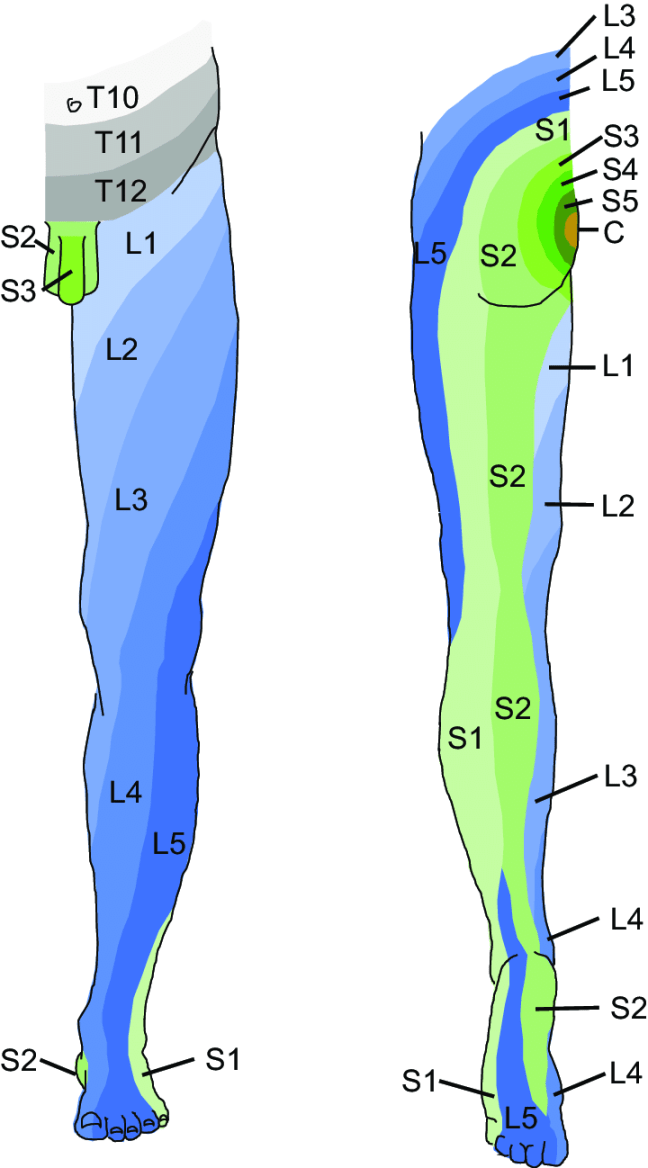 Dermatomes « ORTHOPEDIE POUR TOUS